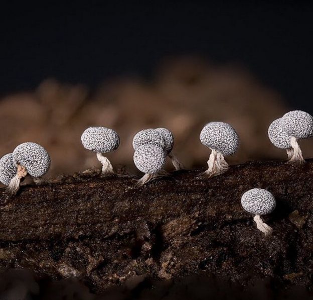 These Pictures of Mushrooms and Slime Molds Will Make You Appreciate Them