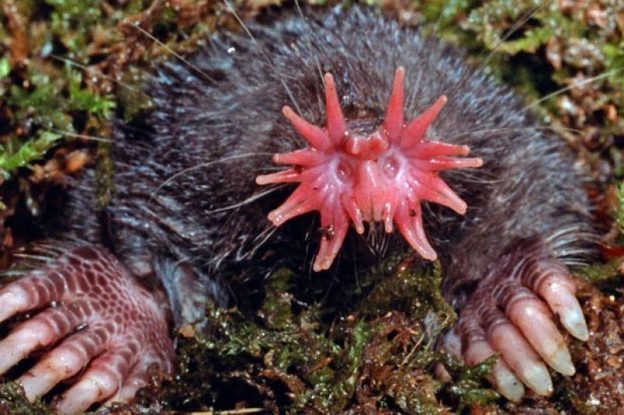 Gli animali più strani del mondo!