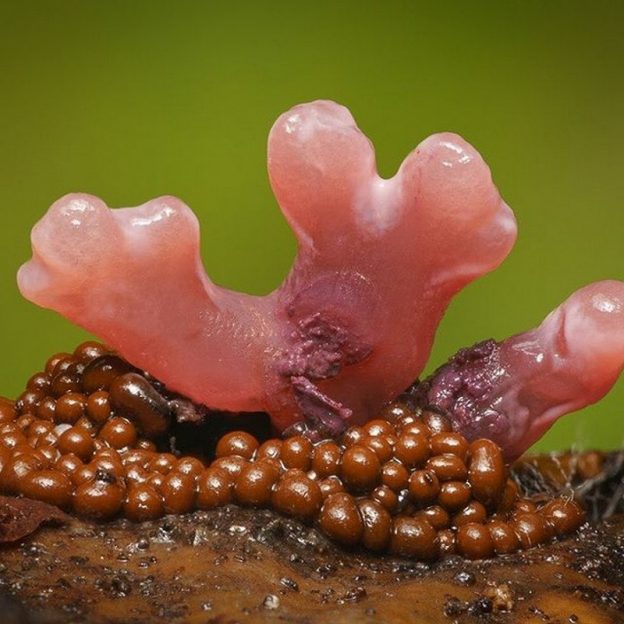 ≡ Foto-foto Aneka Jamur dan Lumut Lendir Ini Akan Membuat Anda Terkagum ...