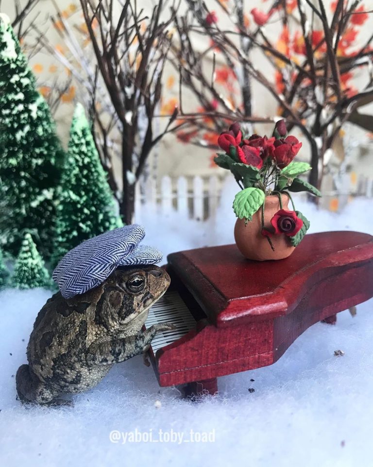 Meet the Internet’s Newest Obsession: Toby, the Toad!