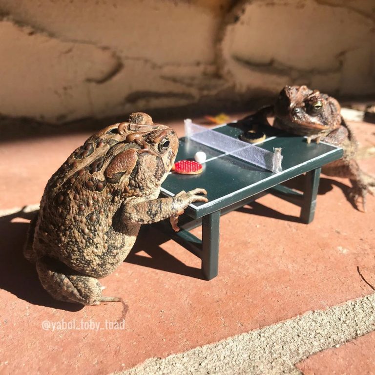 Meet the Internet’s Newest Obsession: Toby, the Toad!