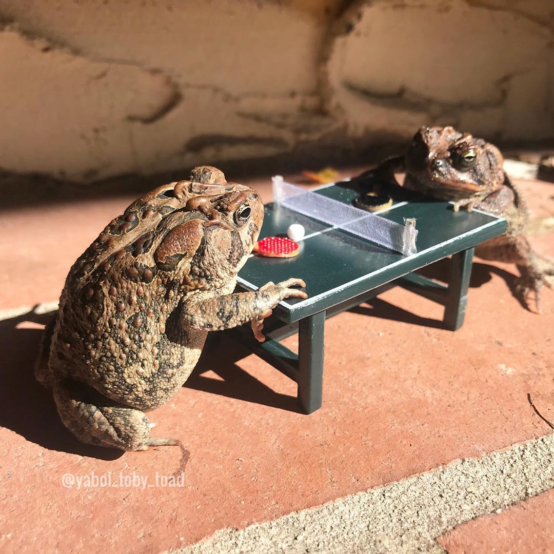Meet the Internet’s Newest Obsession: Toby, the Toad!