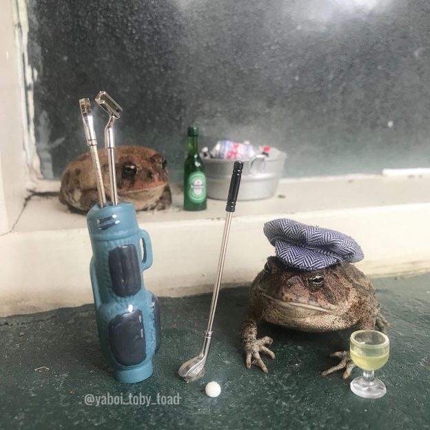 Meet the Internet’s Newest Obsession: Toby, the Toad!