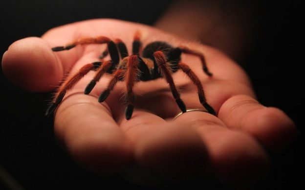 Spider Bites: All You Need To Know