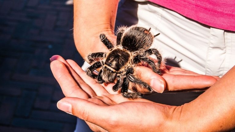 Spider Bites: All You Need To Know