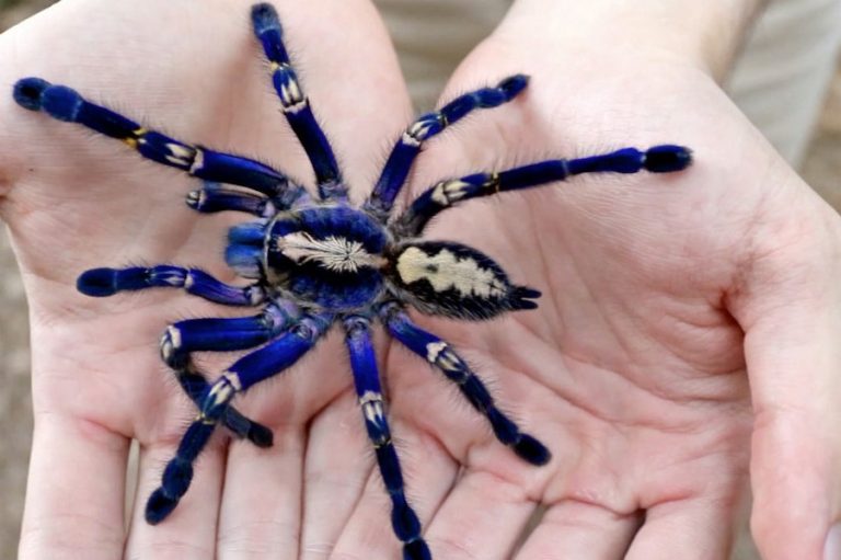 Spider Bites: All You Need To Know