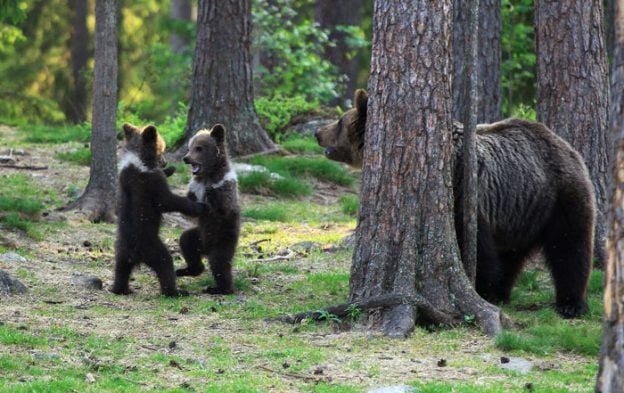 Cute Dancing Bear Cubs Are Conquering the Internet!