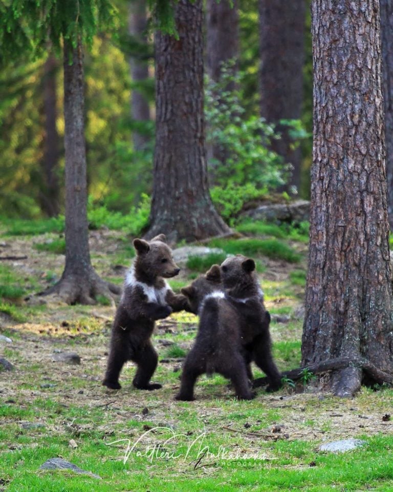 Cute Dancing Bear Cubs Are Conquering the Internet!