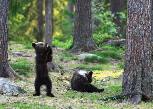 Cute Dancing Bear Cubs Are Conquering the Internet!