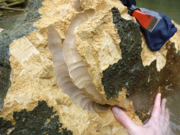 8 новых изумительных видов животных, открытых в 2019 году