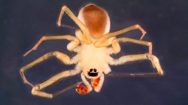 8 новых изумительных видов животных, открытых в 2019 году