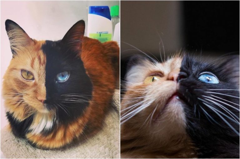 ≡ Quimera The Two-Faced Cat Brain Berries