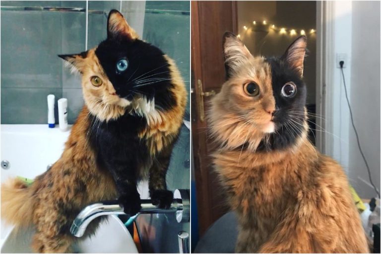 Quimera The Two-Faced Cat