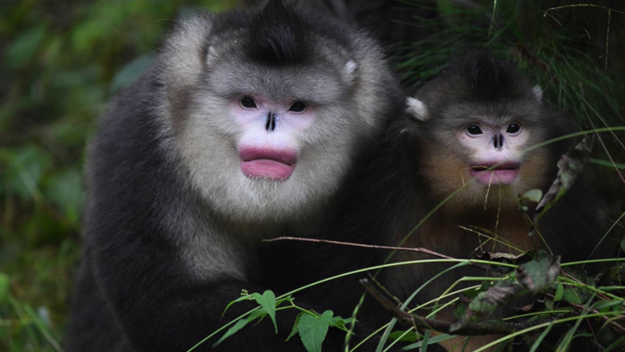 Dari Malaikat Laut Sampai Ikan Bergincu, Inilah 8 Hewan Terunik di Dunia