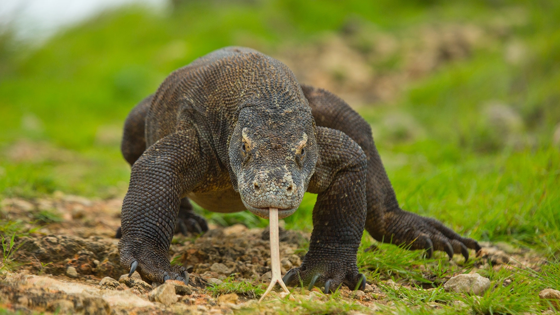 ≡ 6 Hewan Purba yang Masih Ada Hingga Sekarang Brain Berries