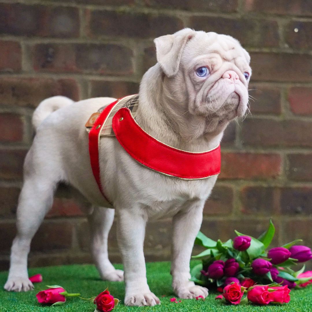 A Rare Pink Pug Wins The Hearts of Over 76,000 Instagram Followers