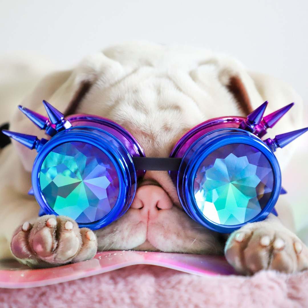 A Rare Pink Pug Wins The Hearts of Over 76,000 Instagram Followers