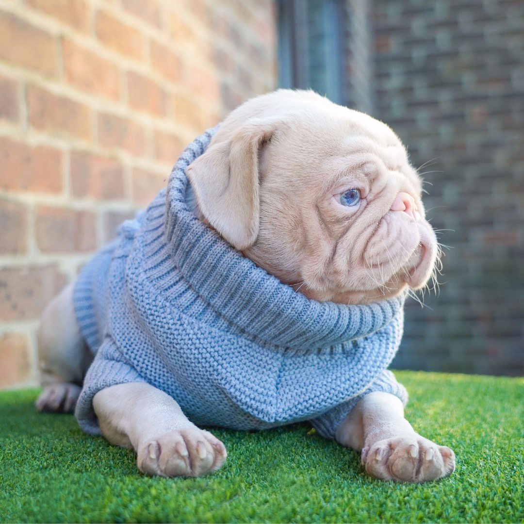 A Rare Pink Pug Wins The Hearts of Over 76,000 Instagram Followers