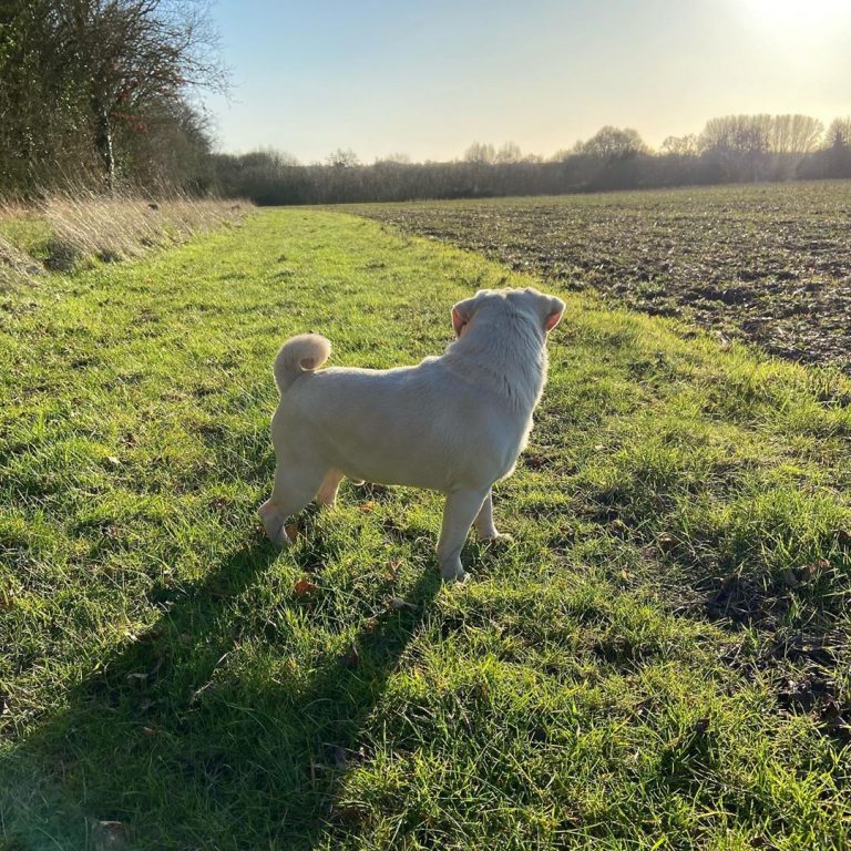 A Rare Pink Pug Wins The Hearts of Over 76,000 Instagram Followers