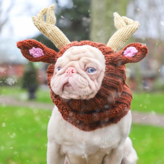 A Rare Pink Pug Wins The Hearts of Over 76,000 Instagram Followers