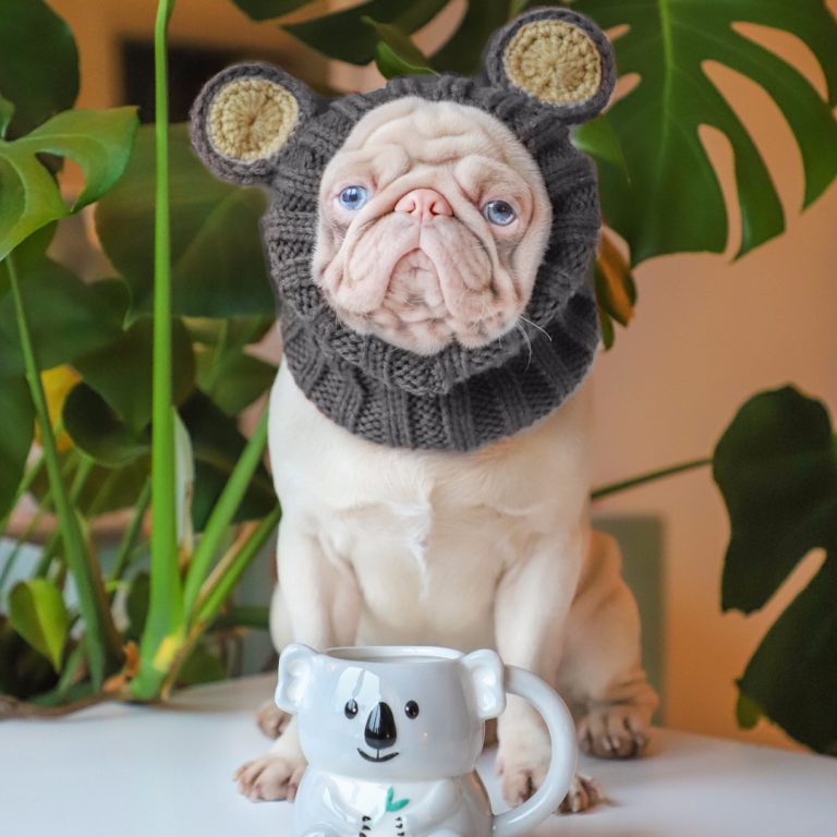 A Rare Pink Pug Wins The Hearts of Over 76,000 Instagram Followers