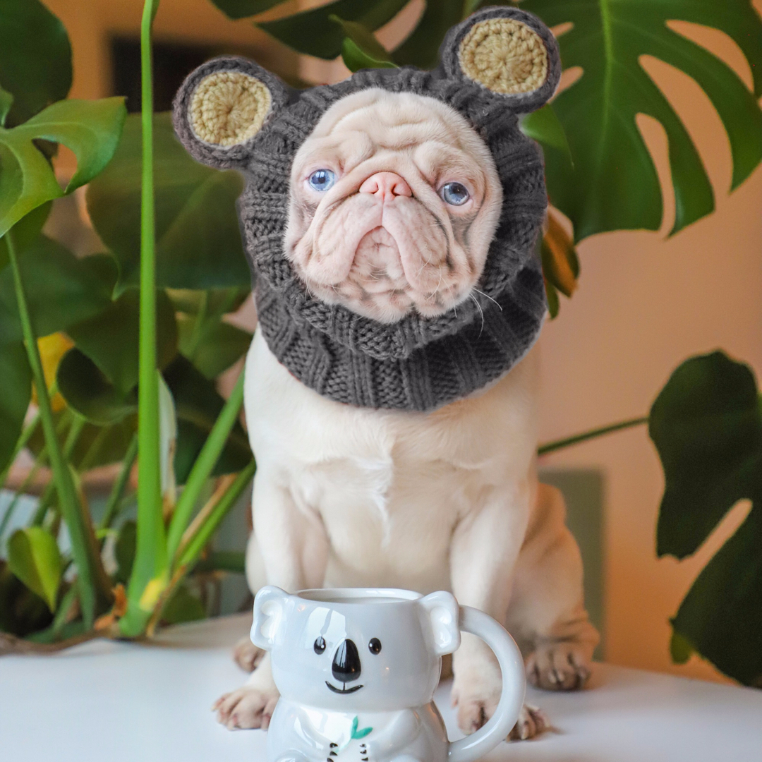 A Rare Pink Pug Wins The Hearts of Over 76,000 Instagram Followers