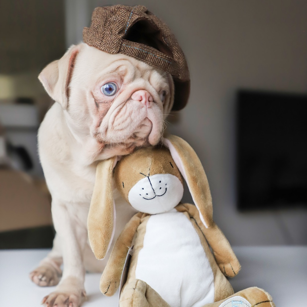 A Rare Pink Pug Wins The Hearts of Over 76,000 Instagram Followers