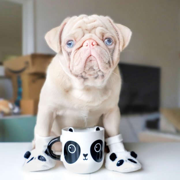 A Rare Pink Pug Wins The Hearts of Over 76,000 Instagram Followers