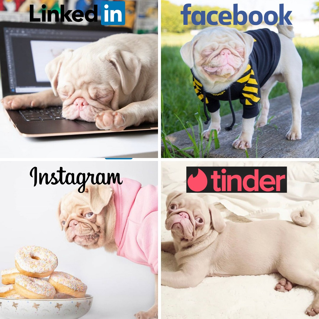 ≡ A Rare Pink Pug Wins The Hearts of Over 76,000 Instagram Followers ...