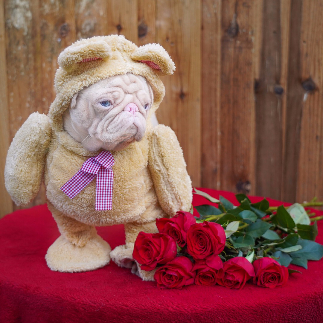 A Rare Pink Pug Wins The Hearts of Over 76,000 Instagram Followers