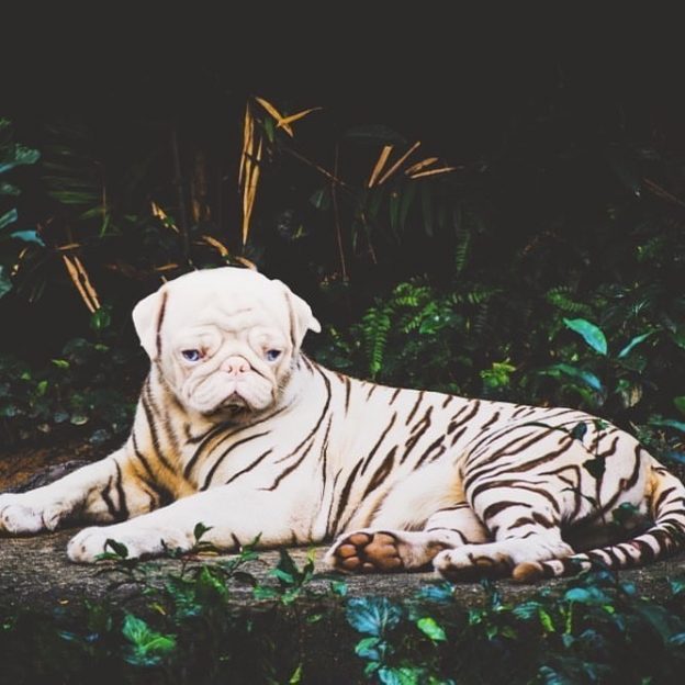 A Rare Pink Pug Wins The Hearts of Over 76,000 Instagram Followers