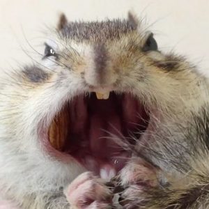 ≡ Unusual Animals That Still Look Charming Brain Berries