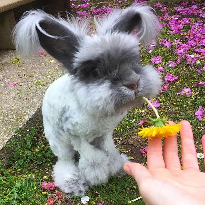 ≡ Unusual Animals That Still Look Charming Brain Berries