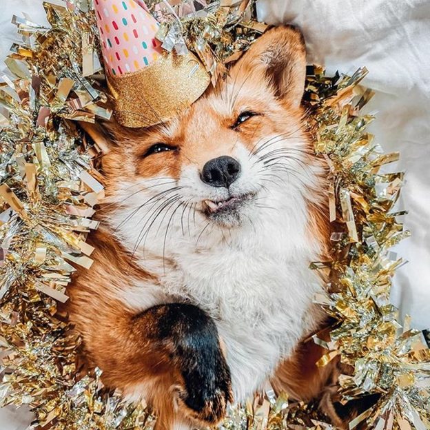 Unusual Animals That Still Look Charming