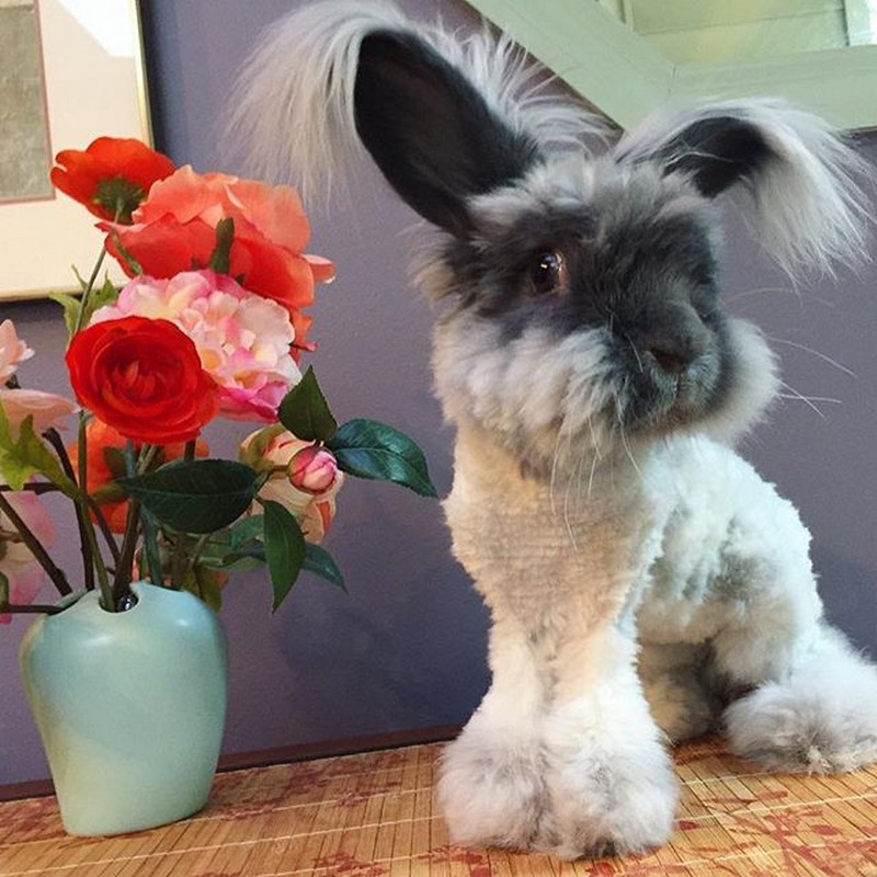 ≡ Unusual Animals That Still Look Charming Brain Berries