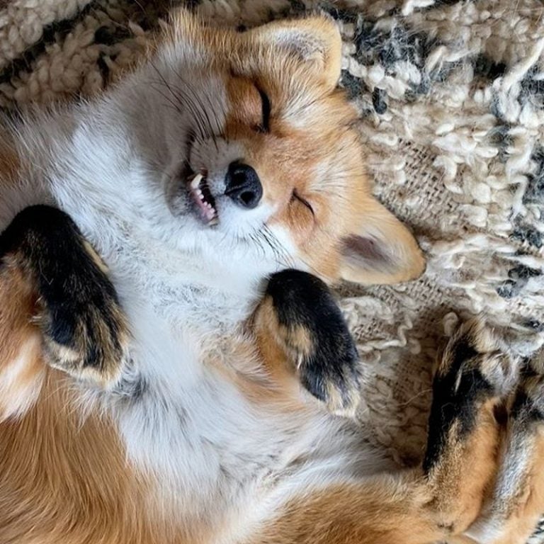 Unusual Animals That Still Look Charming