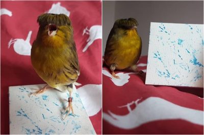 Barry The Bird With A Fringe