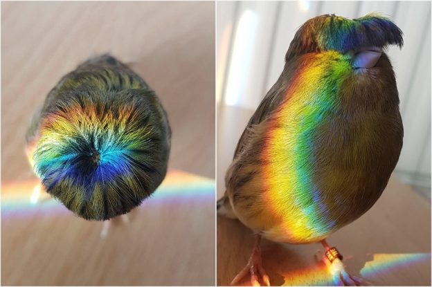 Barry The Bird With A Fringe