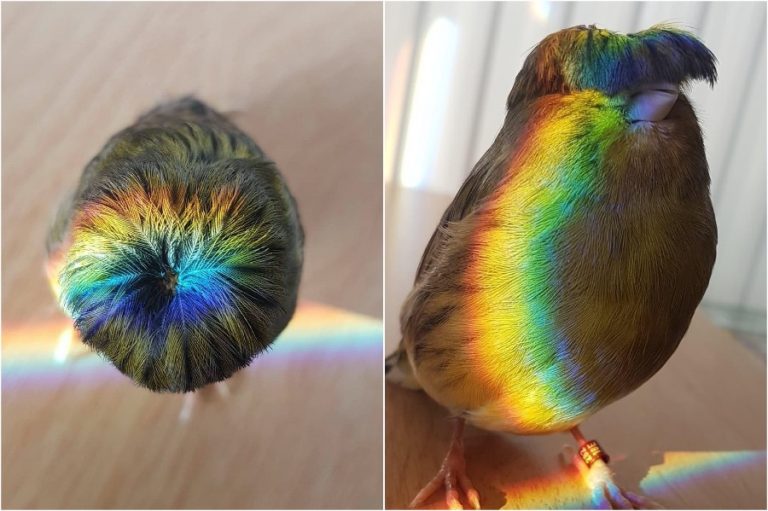 Barry The Bird With A Fringe