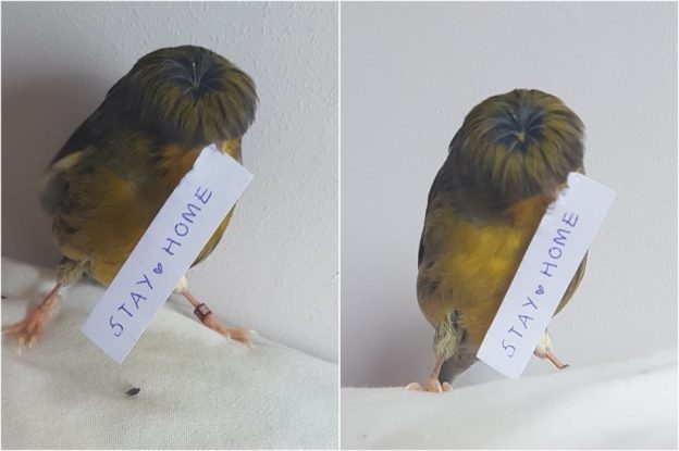 Barry The Bird With A Fringe