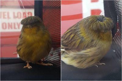 Barry The Bird With A Fringe