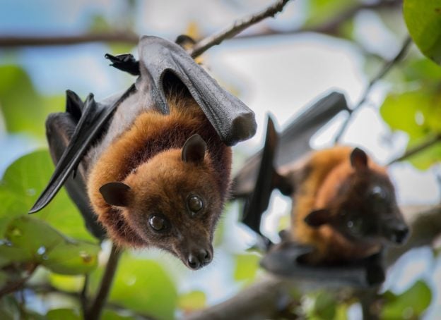 ≡ 17 Incredible Facts About Bats Brain Berries