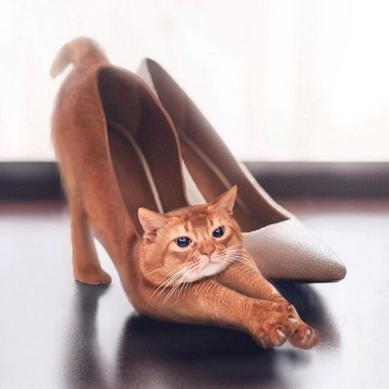 ≡ Ronald Ong Photoshops Animals To Make Them Weird, Because Why Not ...