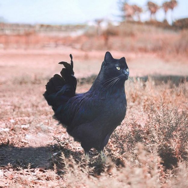 ≡ Ronald Ong Photoshops Animals To Make Them Weird, Because Why Not ...