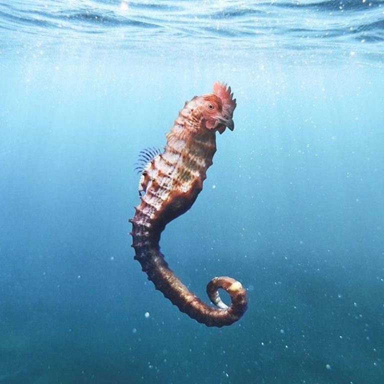 ≡ Ronald Ong Photoshops Animals To Make Them Weird, Because Why Not ...