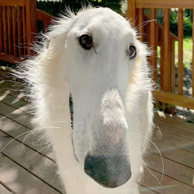 ≡ Top 6 Most Adorable Borzoi Accounts on Instagram Brain Berries