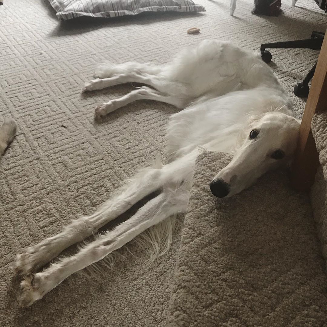 Top 6 Most Adorable Borzoi Accounts on Instagram