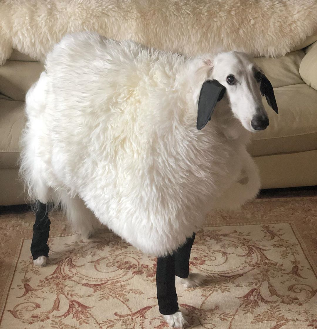 Top 6 Most Adorable Borzoi Accounts on Instagram