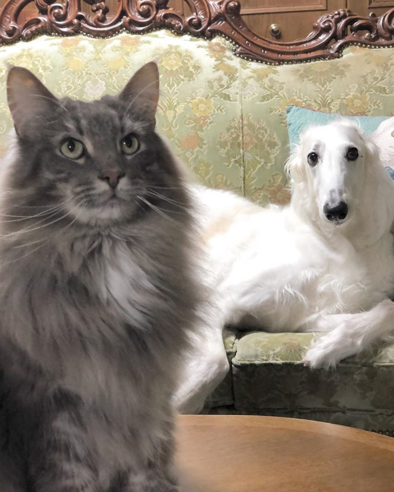 Top 6 Most Adorable Borzoi Accounts on Instagram