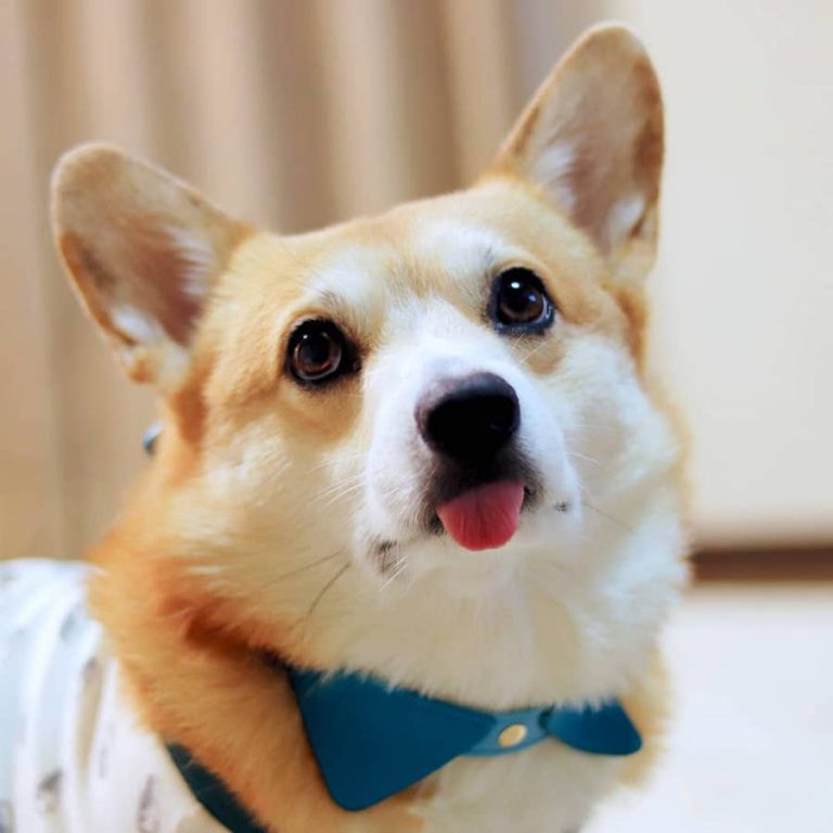 Gen The Corgi – An Instagram Celebrity